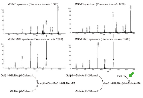 Sugar Chain Structural Analysis : SHIMADZU (Shimadzu Corporation)