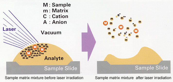 Principle of MALDI/TOFMS : SHIMADZU (Shimadzu Corporation)